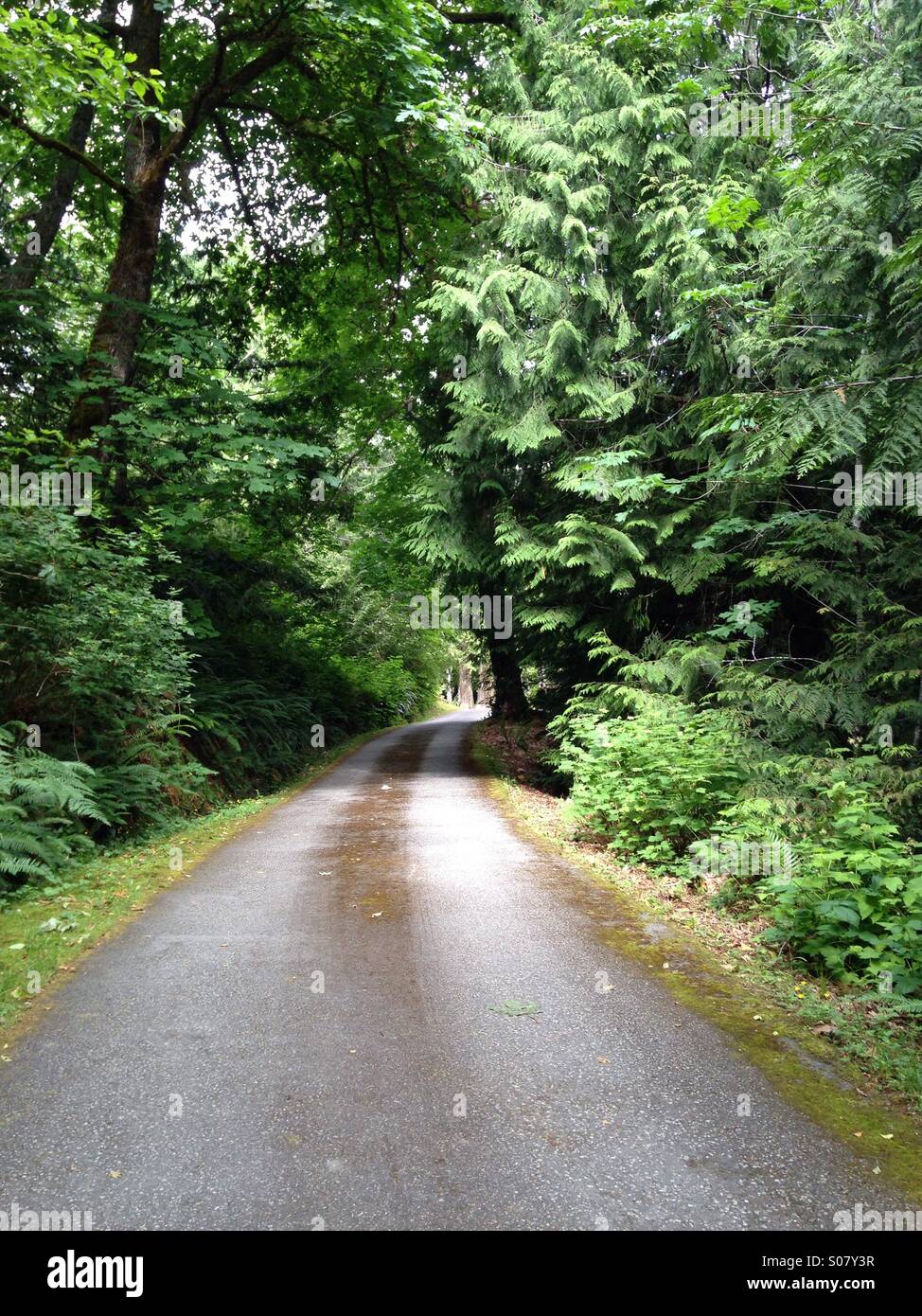 Road Through Trees Stock Photo - Alamy