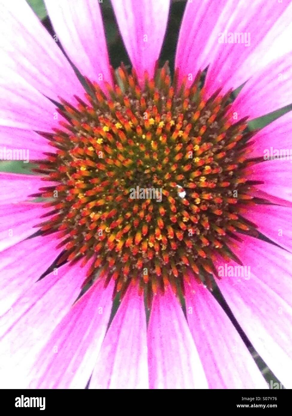Zoom into the daisy Stock Photo - Alamy