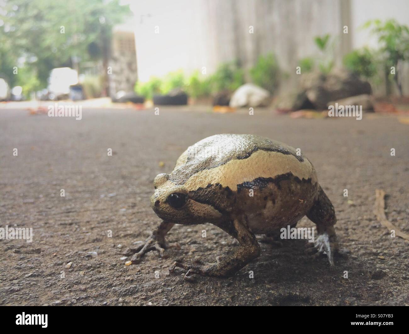 Bangkok urban wildlife hi-res stock photography and images - Alamy