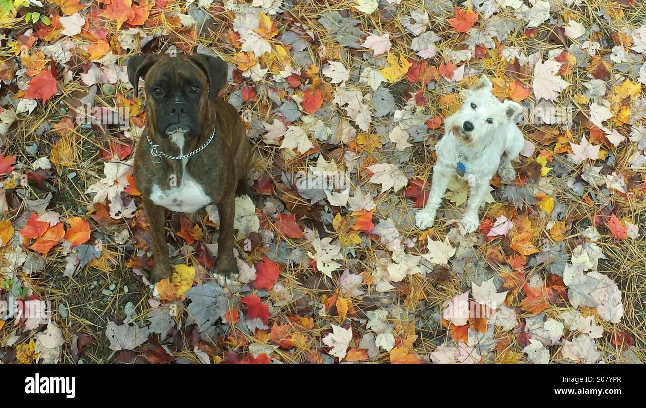 Dogs in the fall Stock Photo - Alamy