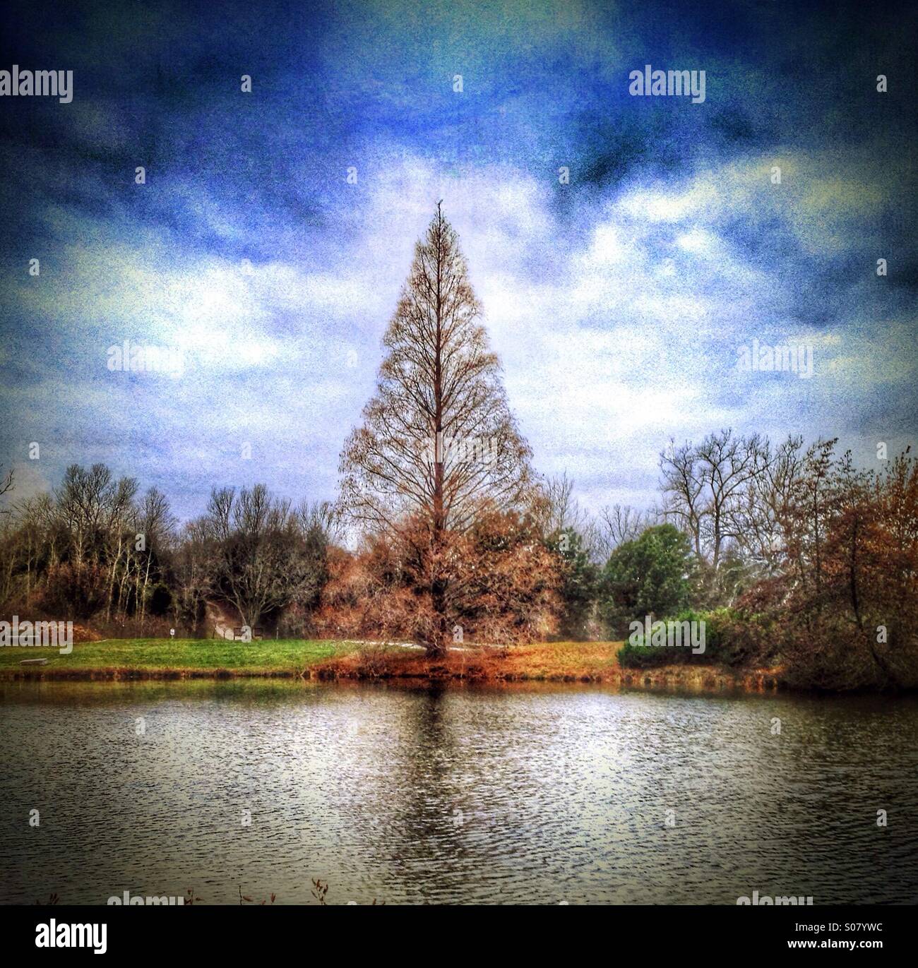 A tall tree by the water Stock Photo - Alamy