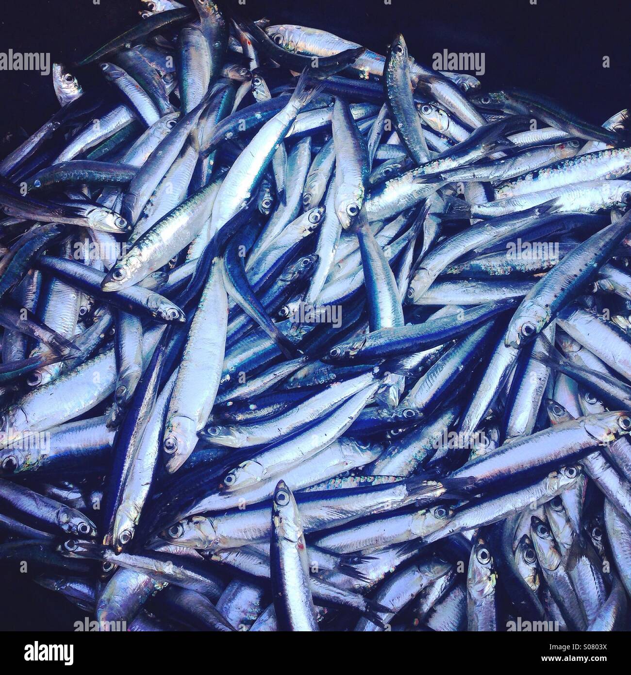 Anchovy seafood hi-res stock photography and images - Alamy