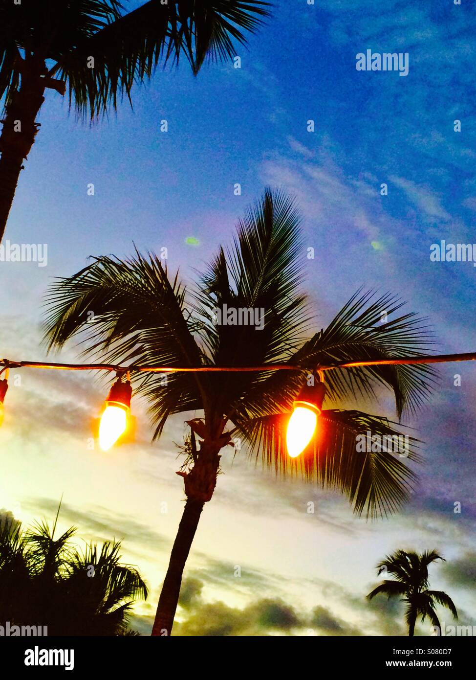 Palm with lights Stock Photo - Alamy