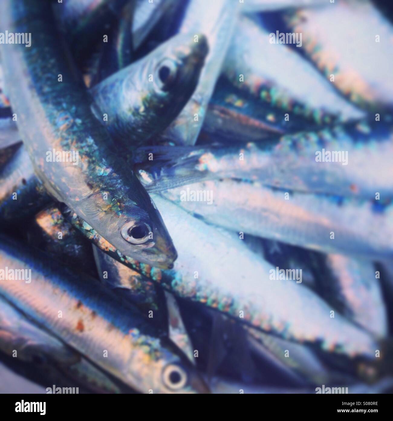 Sardines fish close up Stock Photo - Alamy