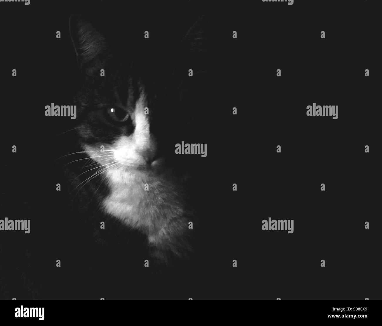Angry pets hi-res stock photography and images - Alamy