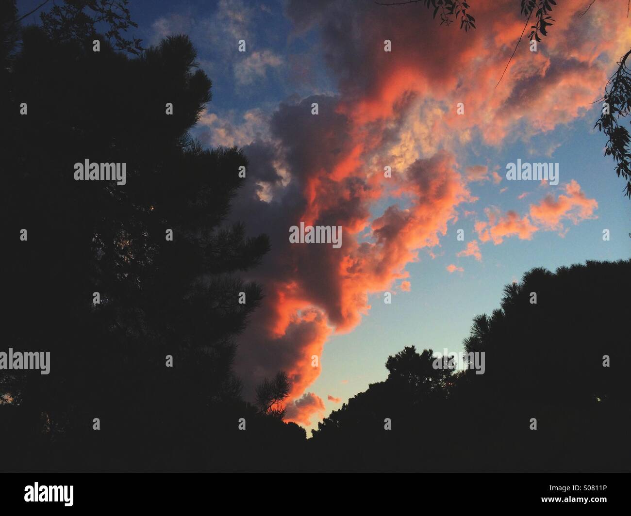 Sunset beyond trees Stock Photo - Alamy