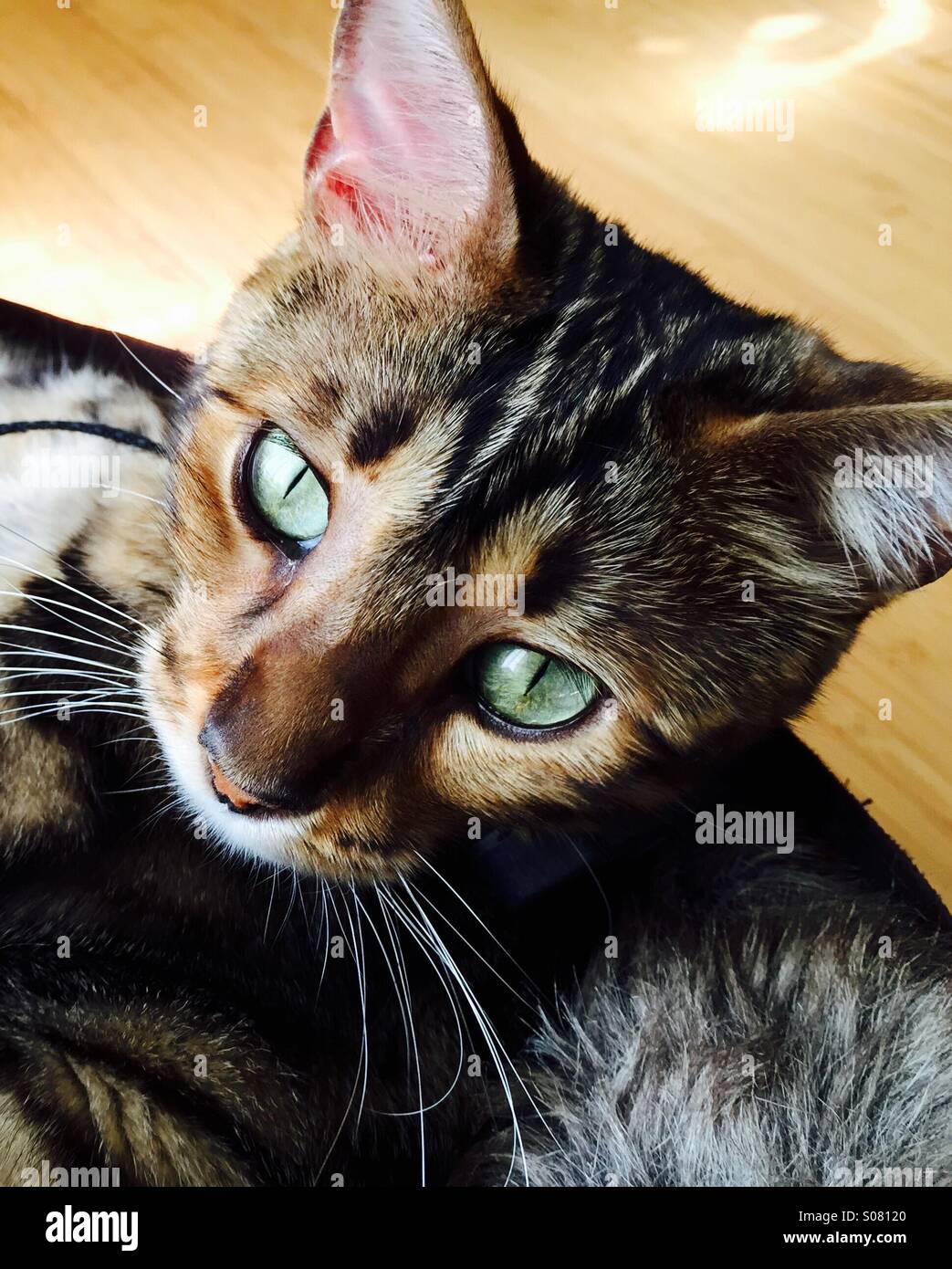 Mira the Bengal Cat Stock Photo - Alamy