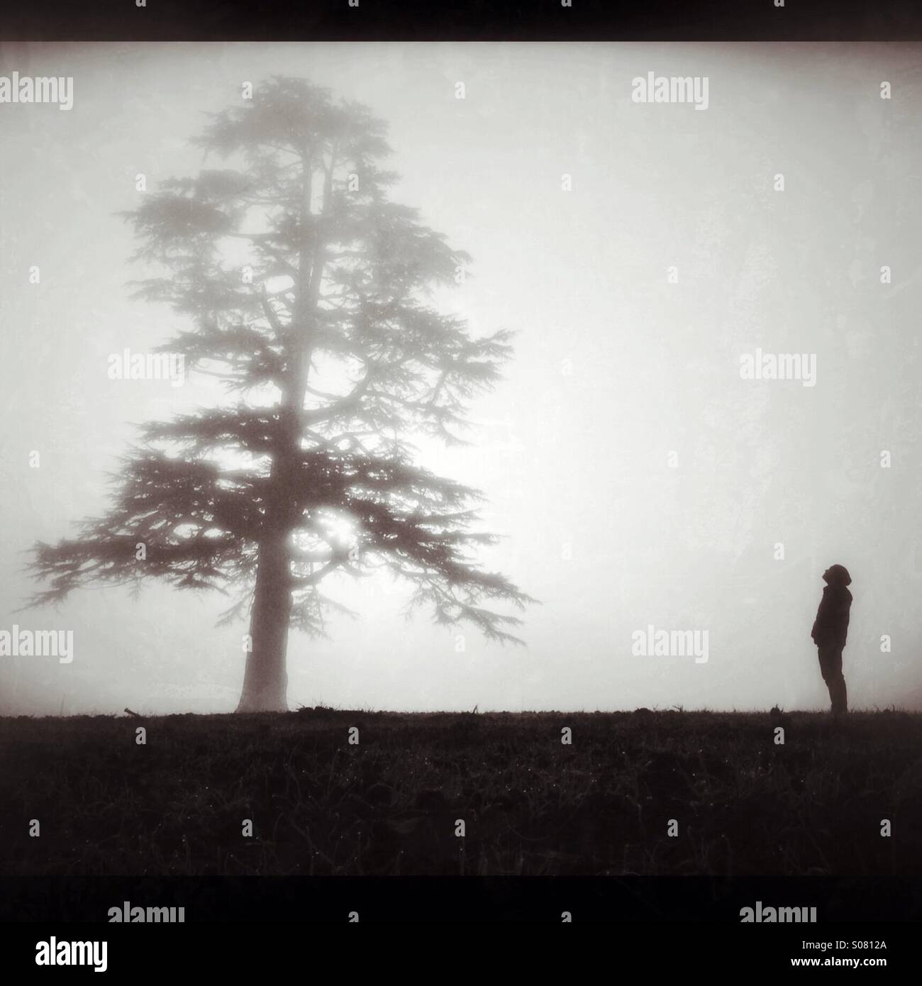 Cedar tree in the fog Stock Photo - Alamy