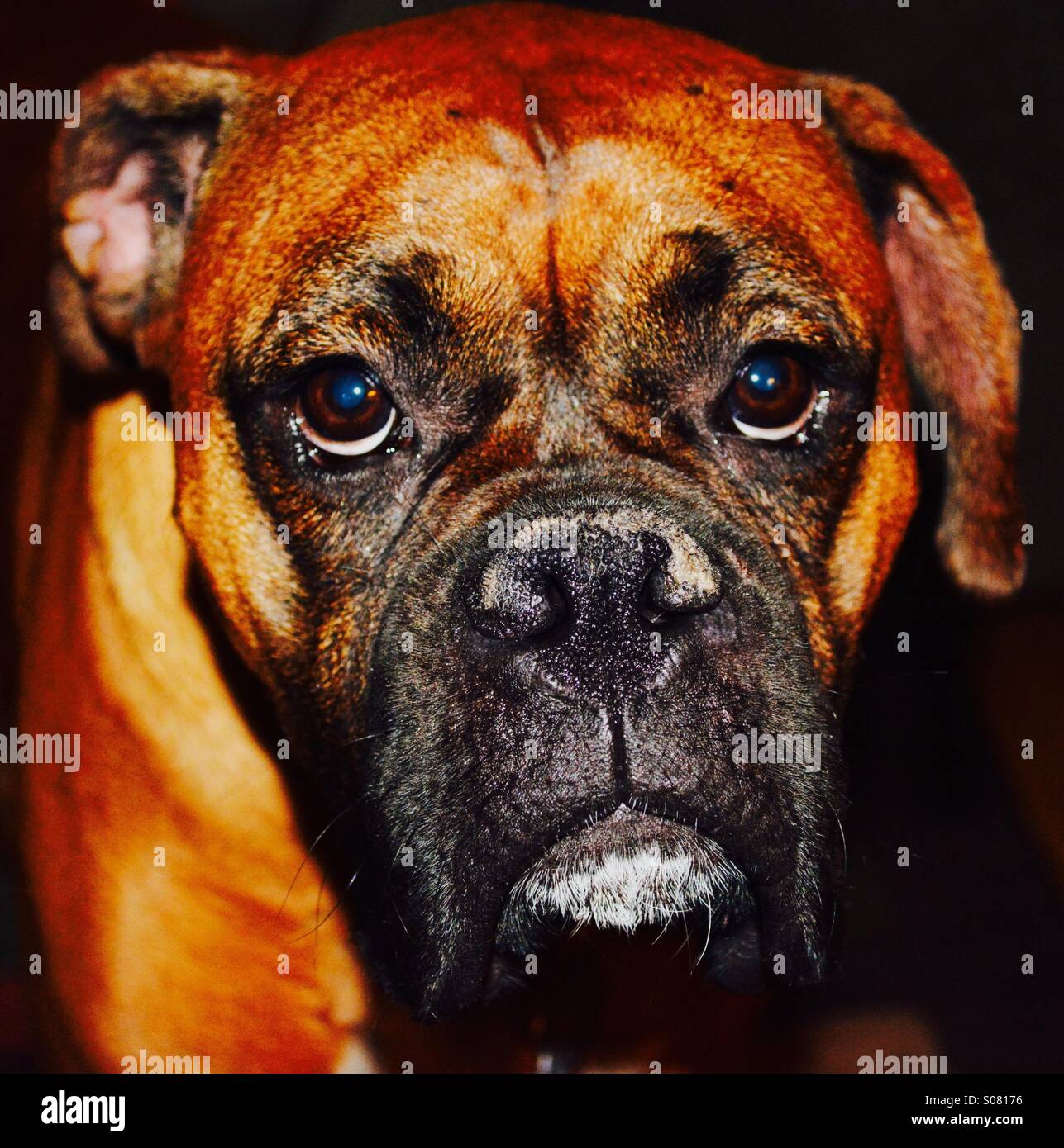 Mango dog hi-res stock photography and images - Alamy