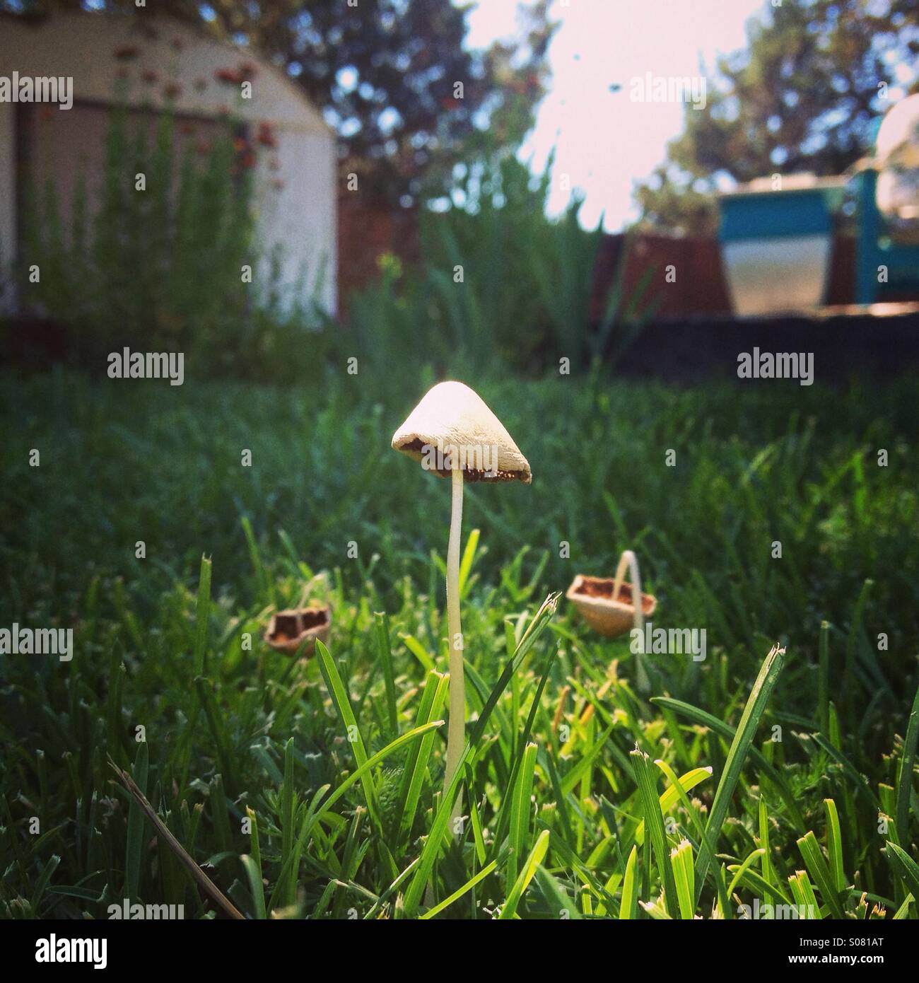 Mushroom of the sun hi-res stock photography and images - Alamy