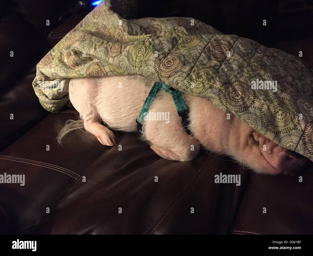 Smiling pig hi-res stock photography and images - Alamy