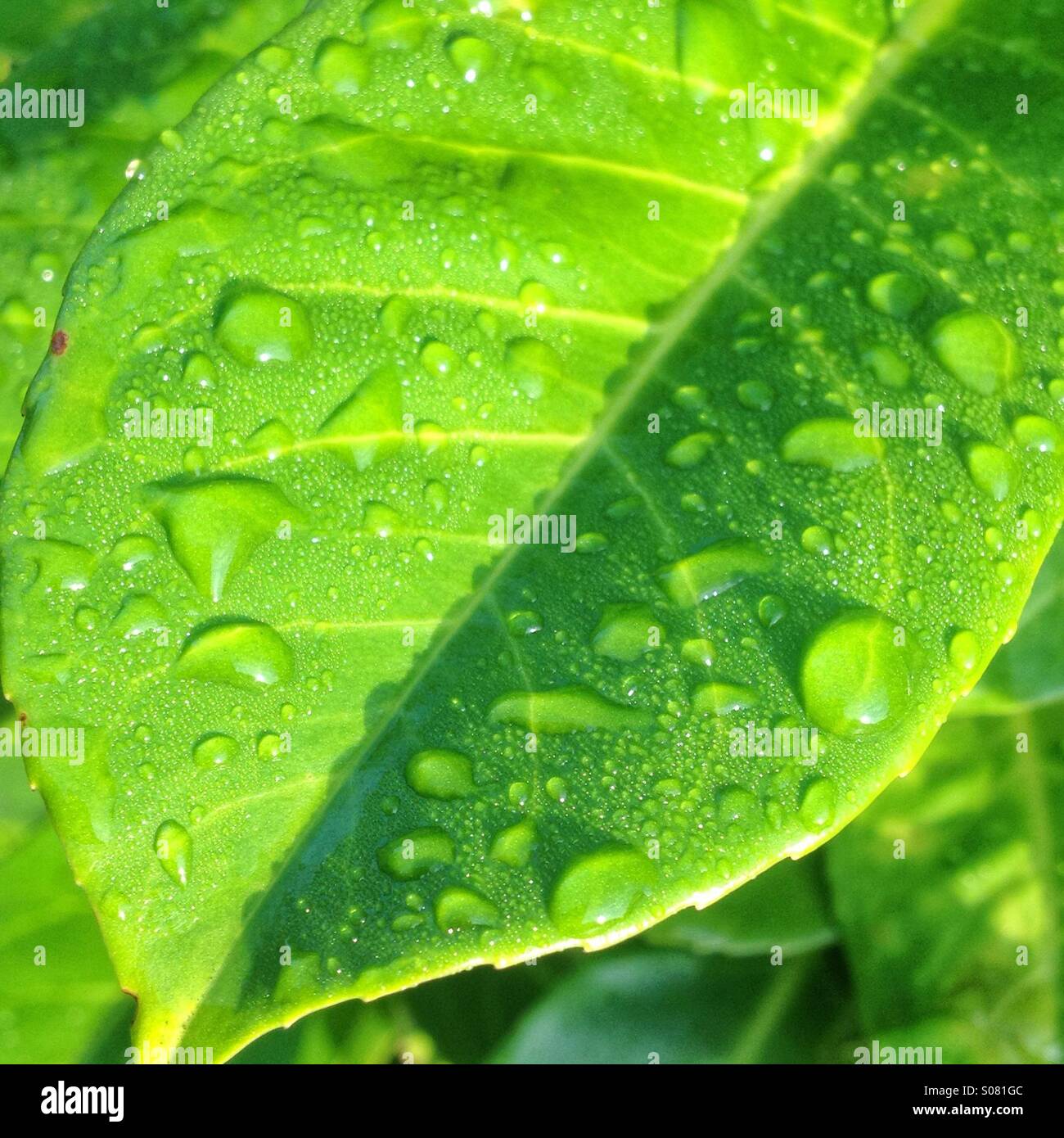 Wet leaf hi-res stock photography and images - Alamy