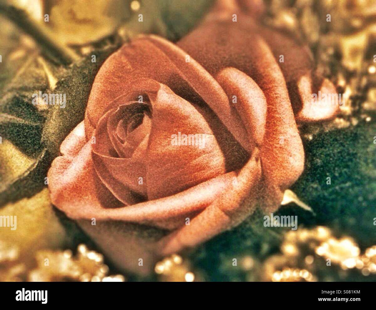 The old rose hi-res stock photography and images - Alamy
