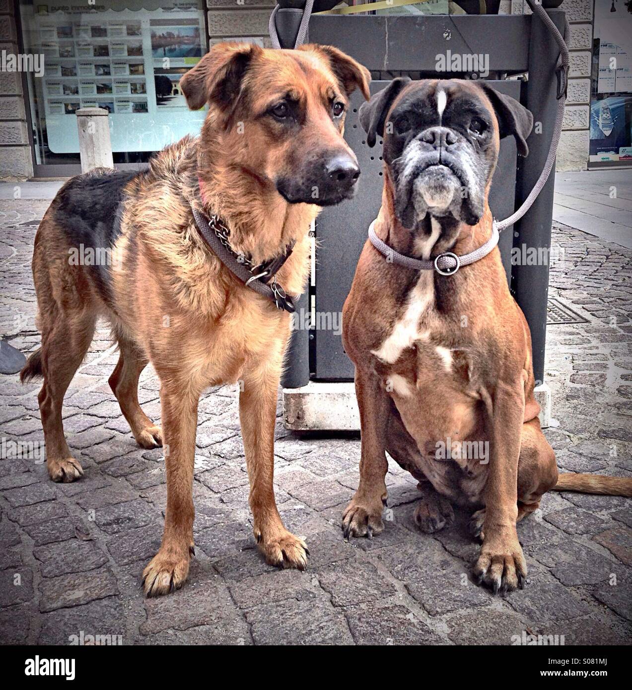 2 boxer dogs hi-res stock photography and images - Alamy