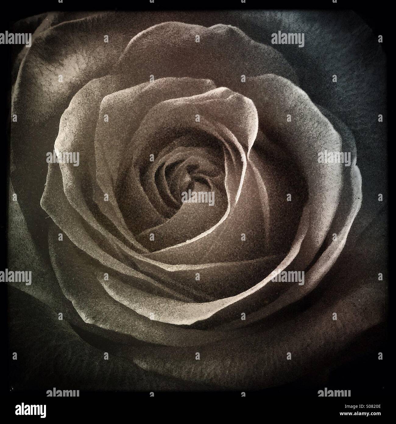 Monochromatic garden hi-res stock photography and images - Alamy