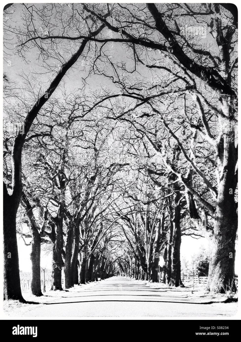 Row of oaks trees down road fade into distance Stock Photo - Alamy