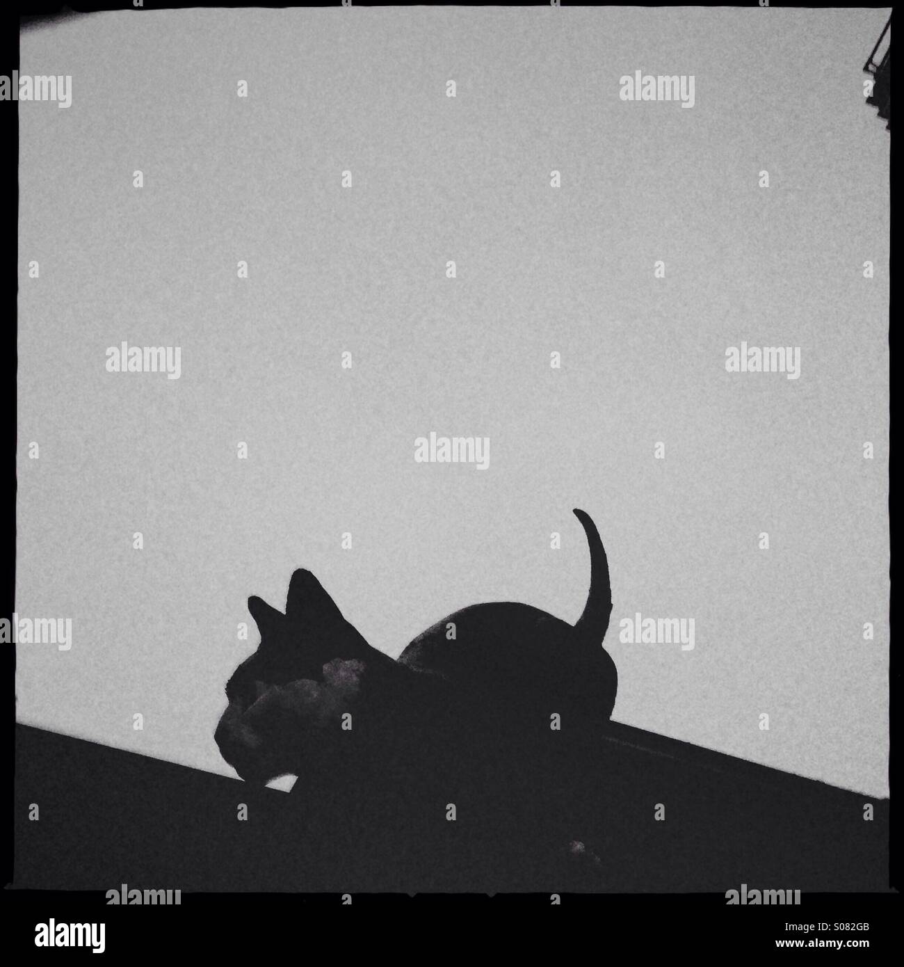 Catford cat hi-res stock photography and images - Alamy