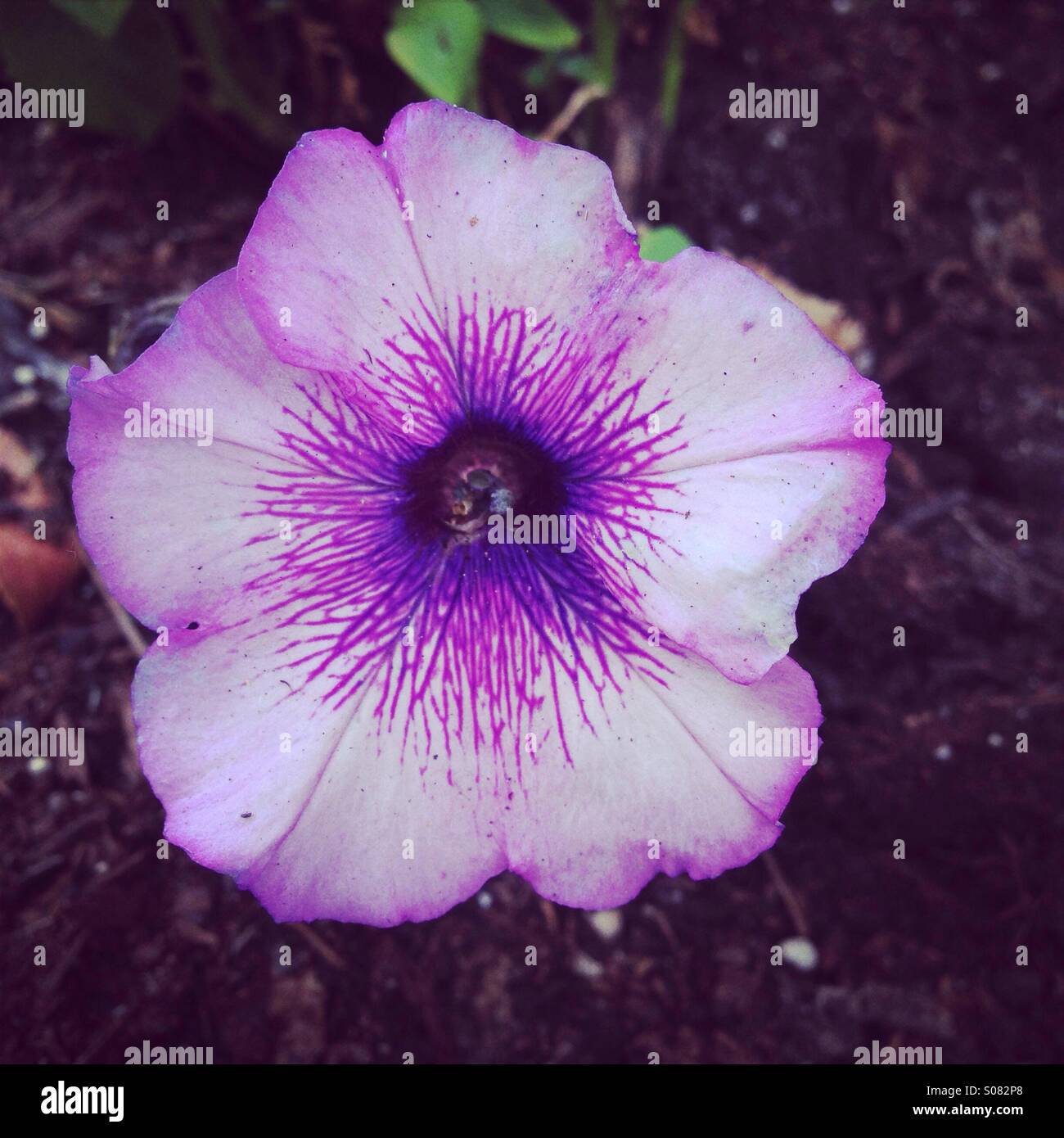 Flower veins hi-res stock photography and images - Alamy