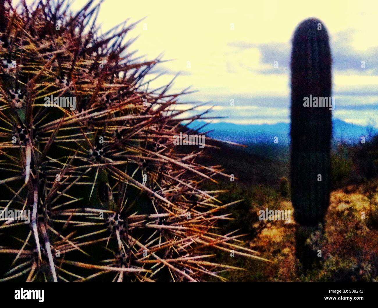 Cactus needles hi-res stock photography and images - Alamy