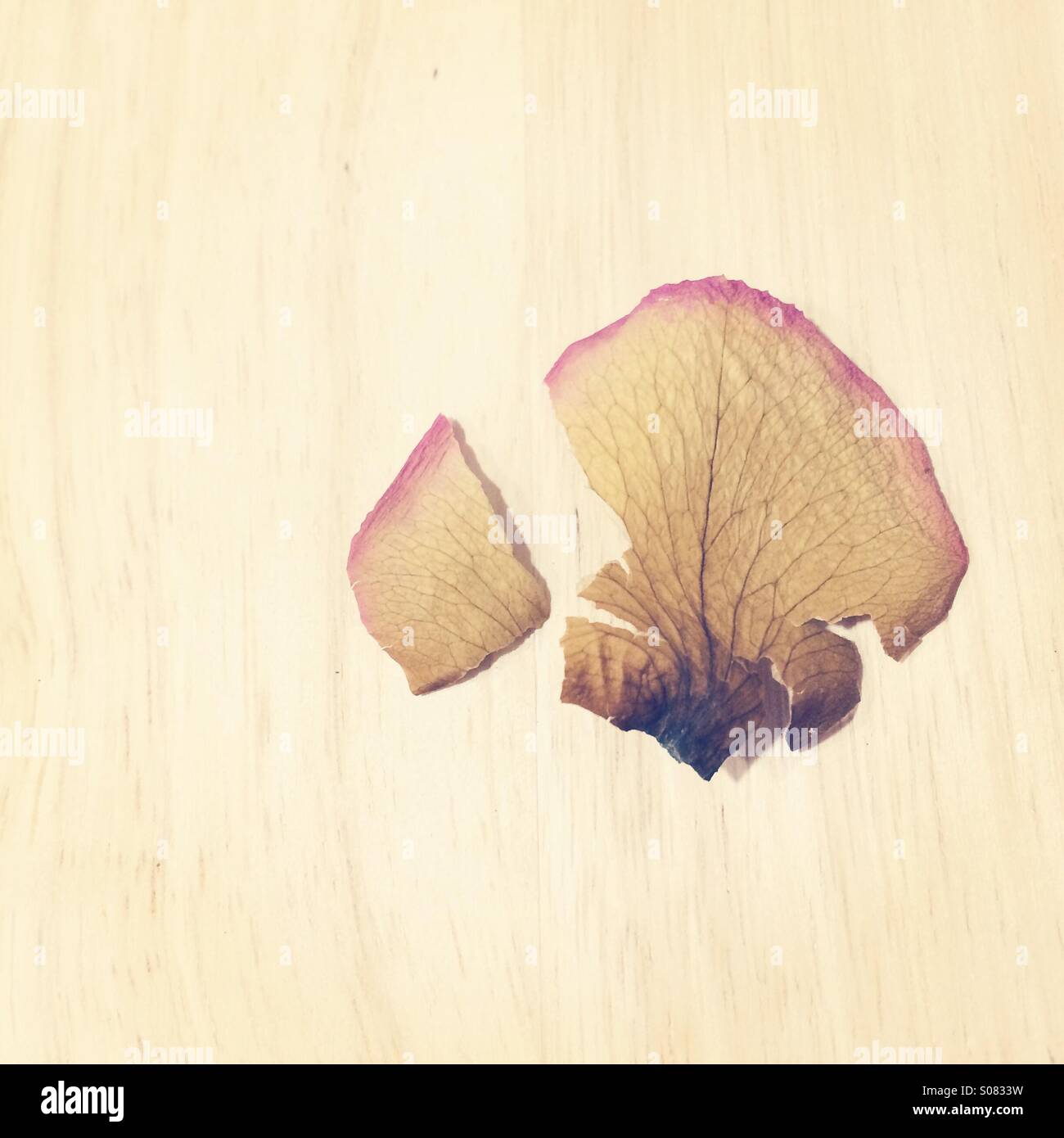 Broken petal hi-res stock photography and images - Alamy