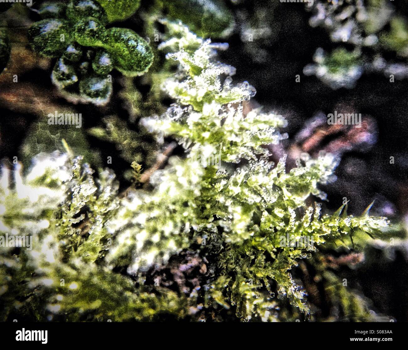 Jack moss hi-res stock photography and images - Alamy