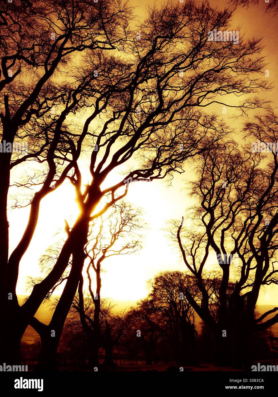 Linley beech trees hi-res stock photography and images - Alamy