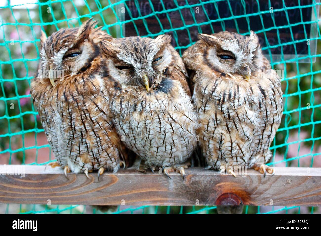 Three owls leaning on each other Stock Photo - Alamy