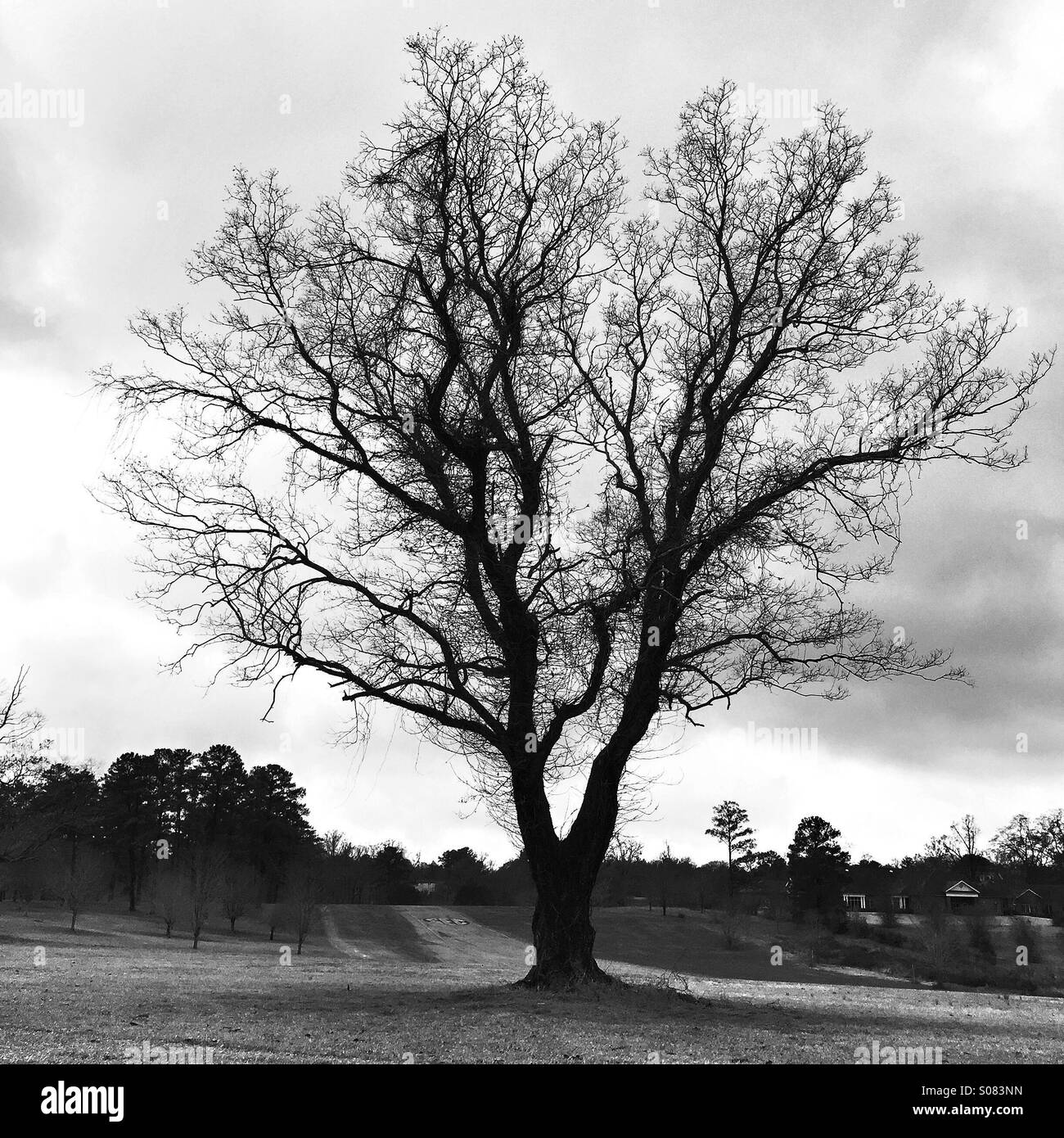 Black and white lonely tree hi-res stock photography and images - Alamy
