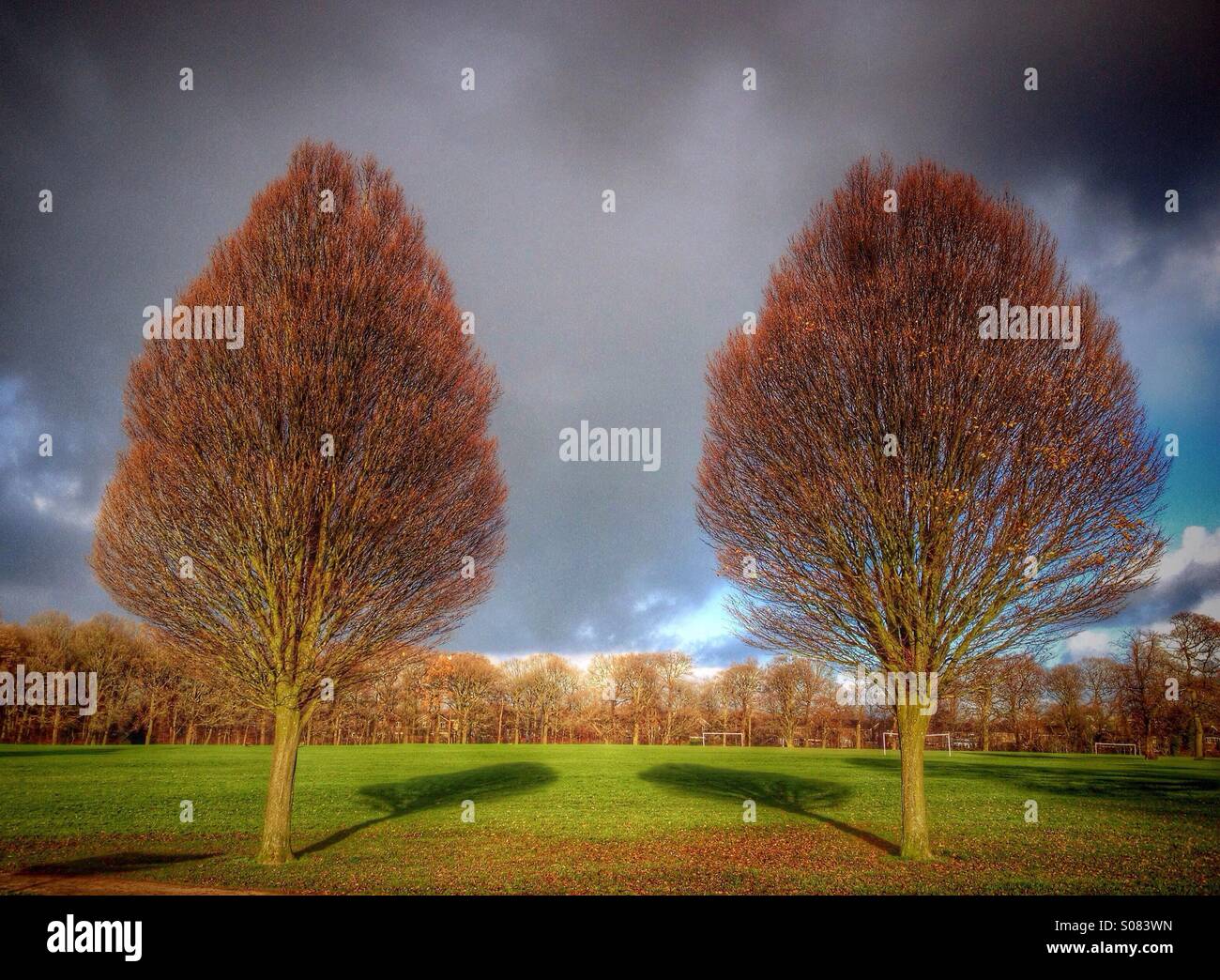Two trees casting symmetrical shadows surrounded by autumn leaves Stock ...