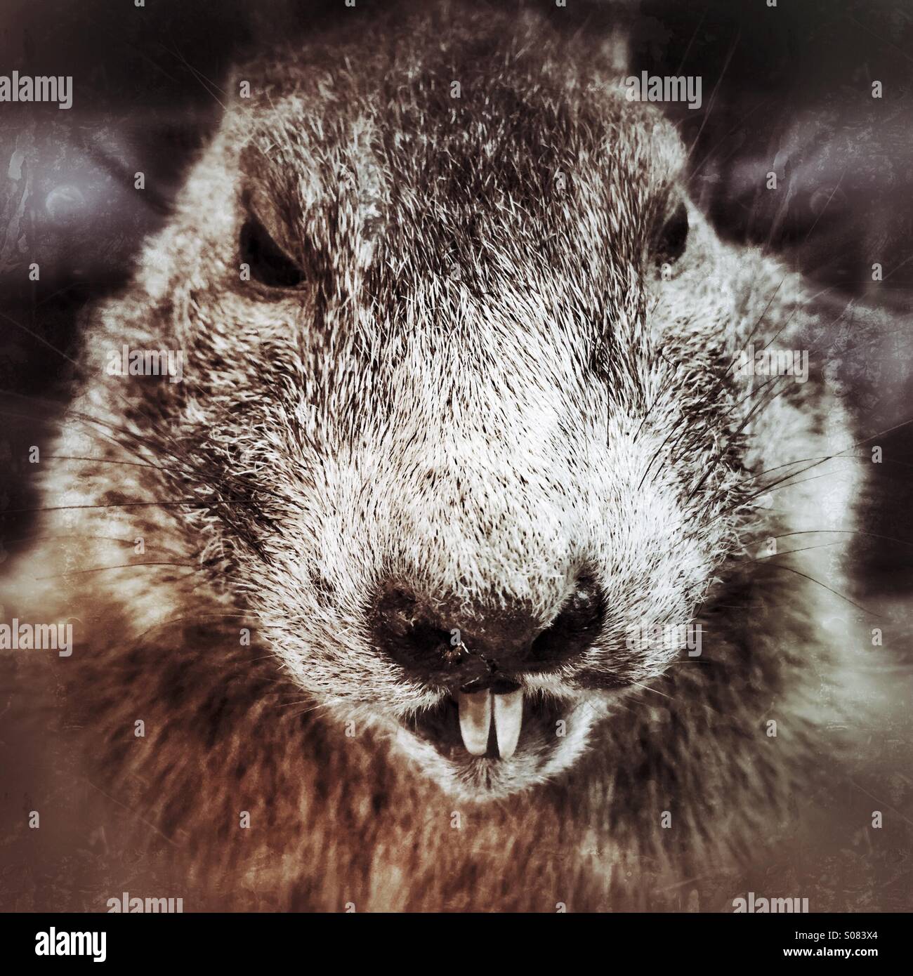 Groundhog hi-res stock photography and images - Alamy