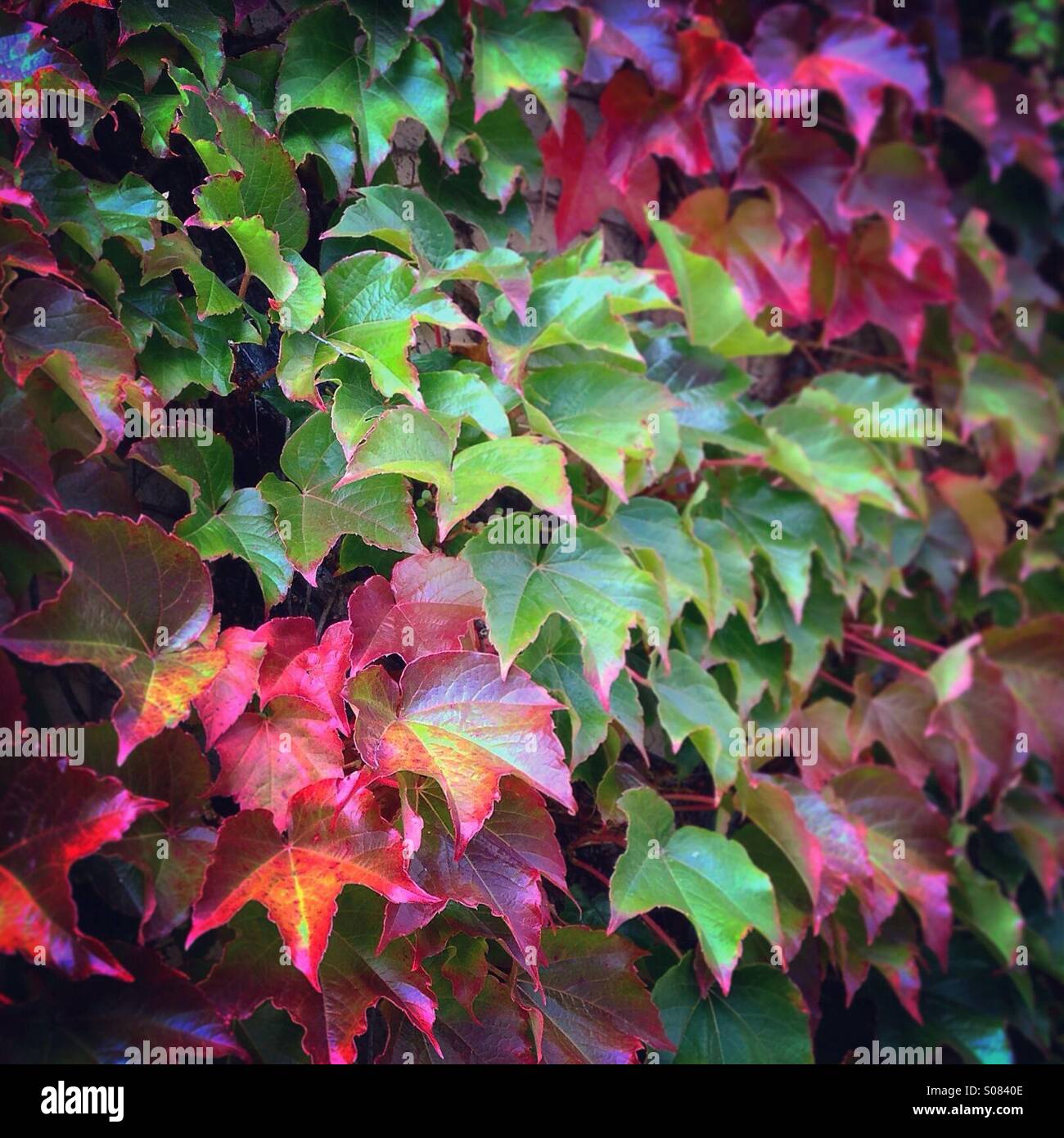 Wall of leaves hi-res stock photography and images - Alamy