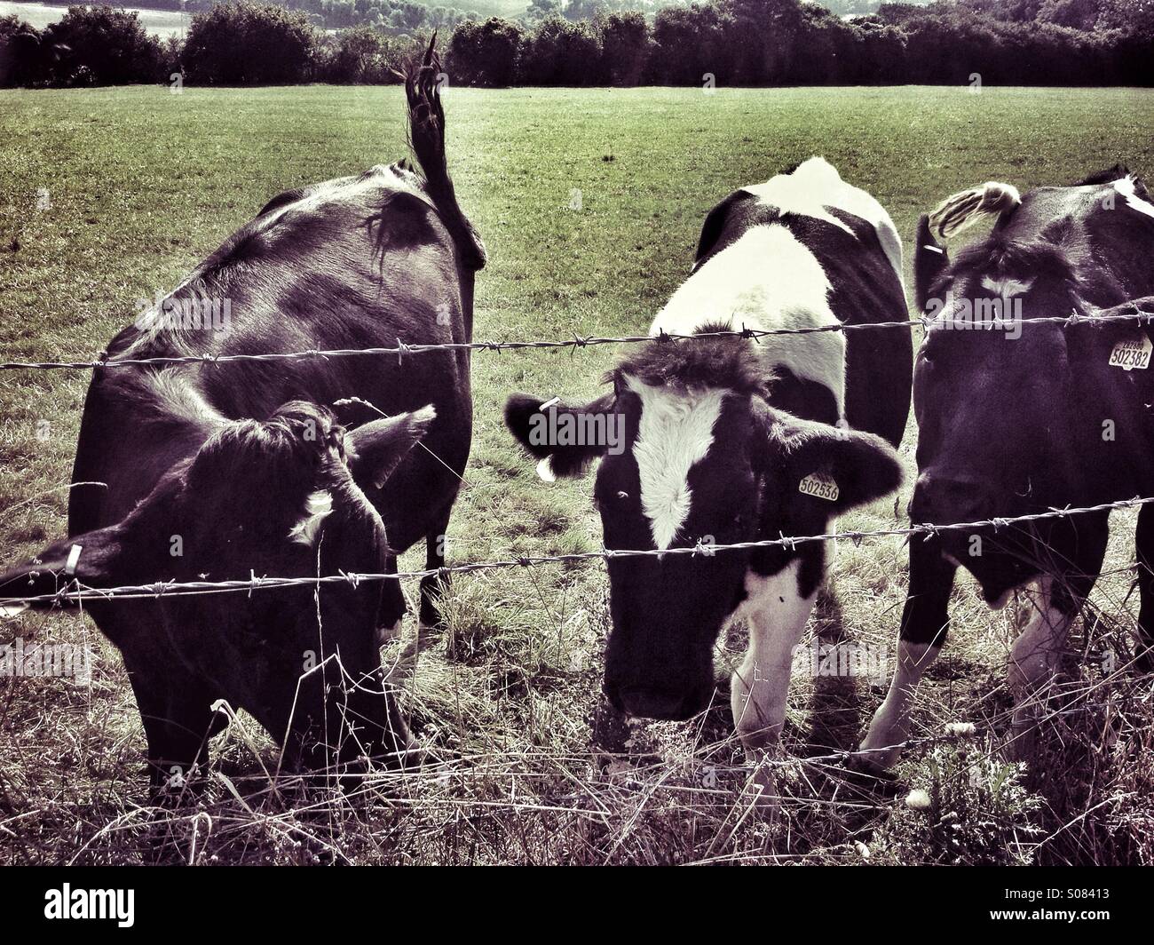 Three cows at fence hi-res stock photography and images - Alamy