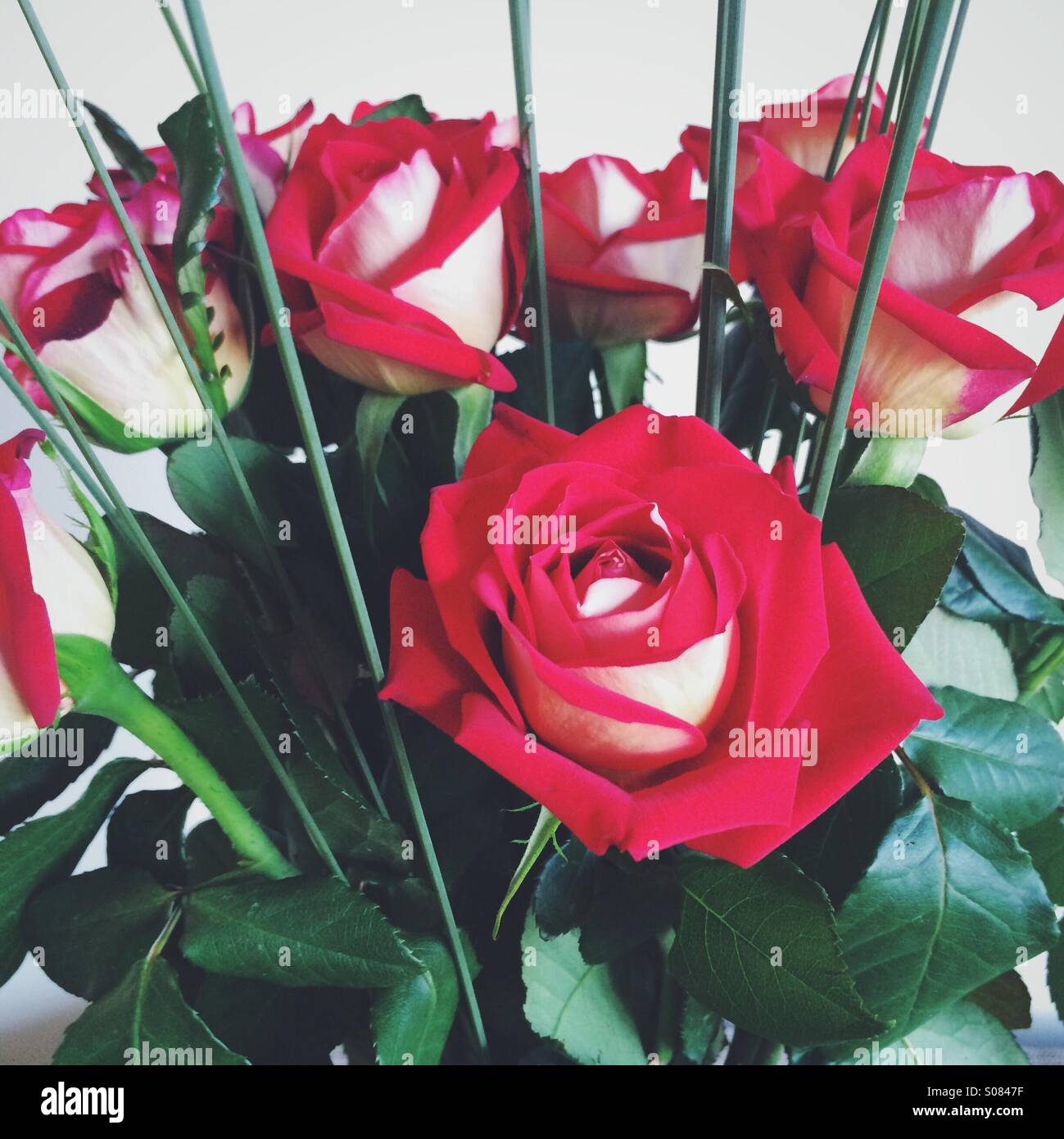 Red edged roses Stock Photo - Alamy