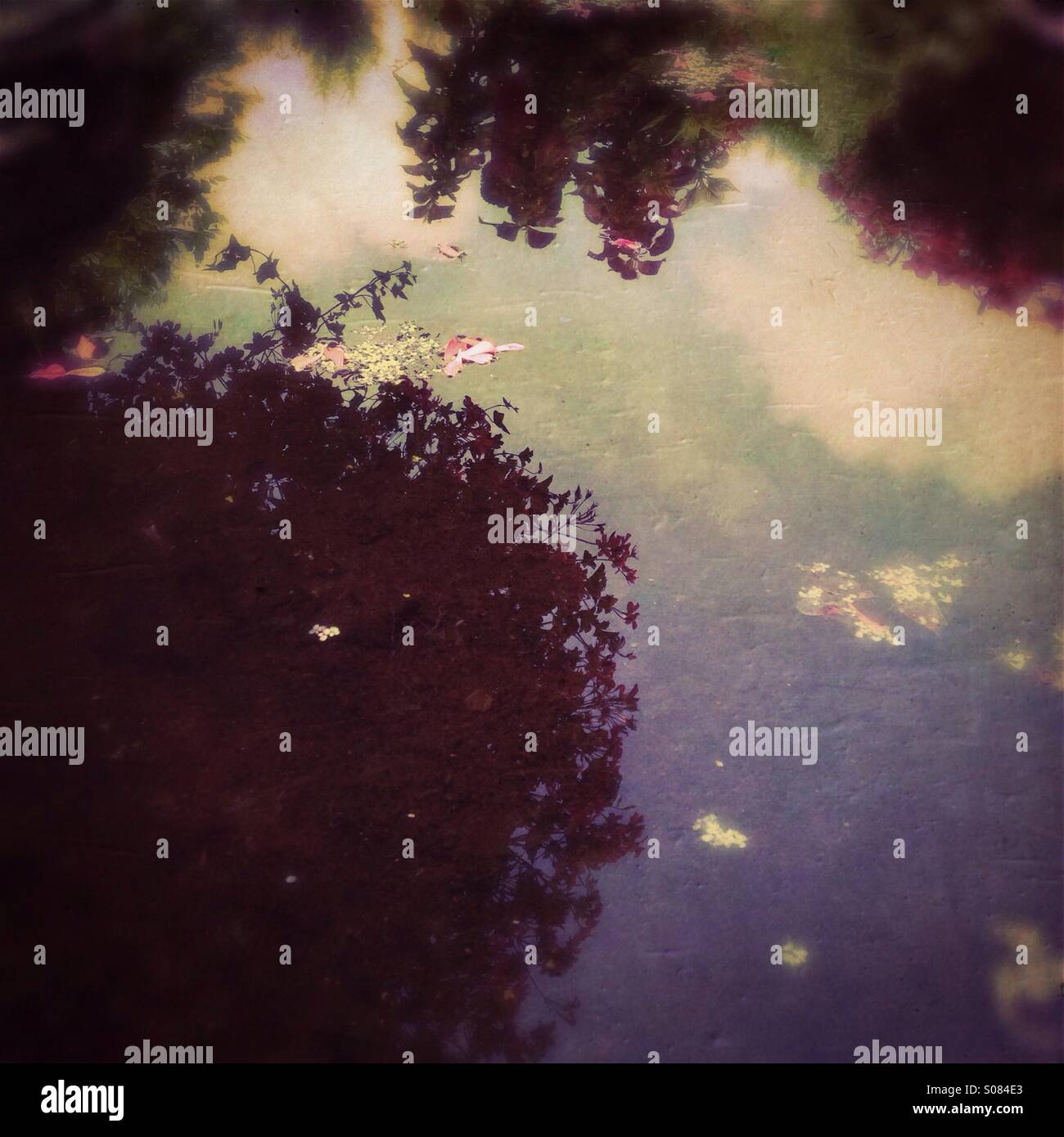 Lush water gardens hi-res stock photography and images - Alamy