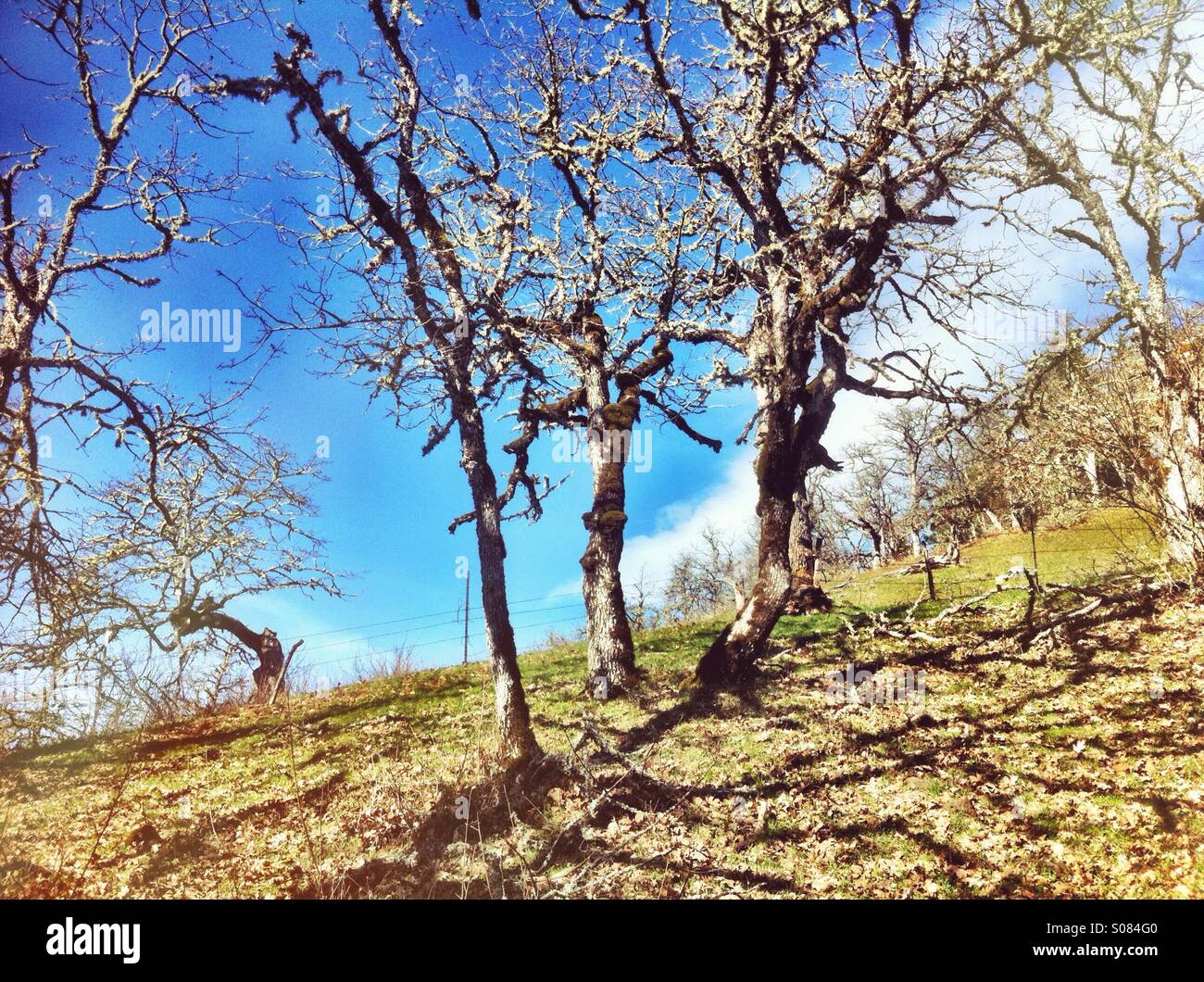 Trees essence hi-res stock photography and images - Alamy