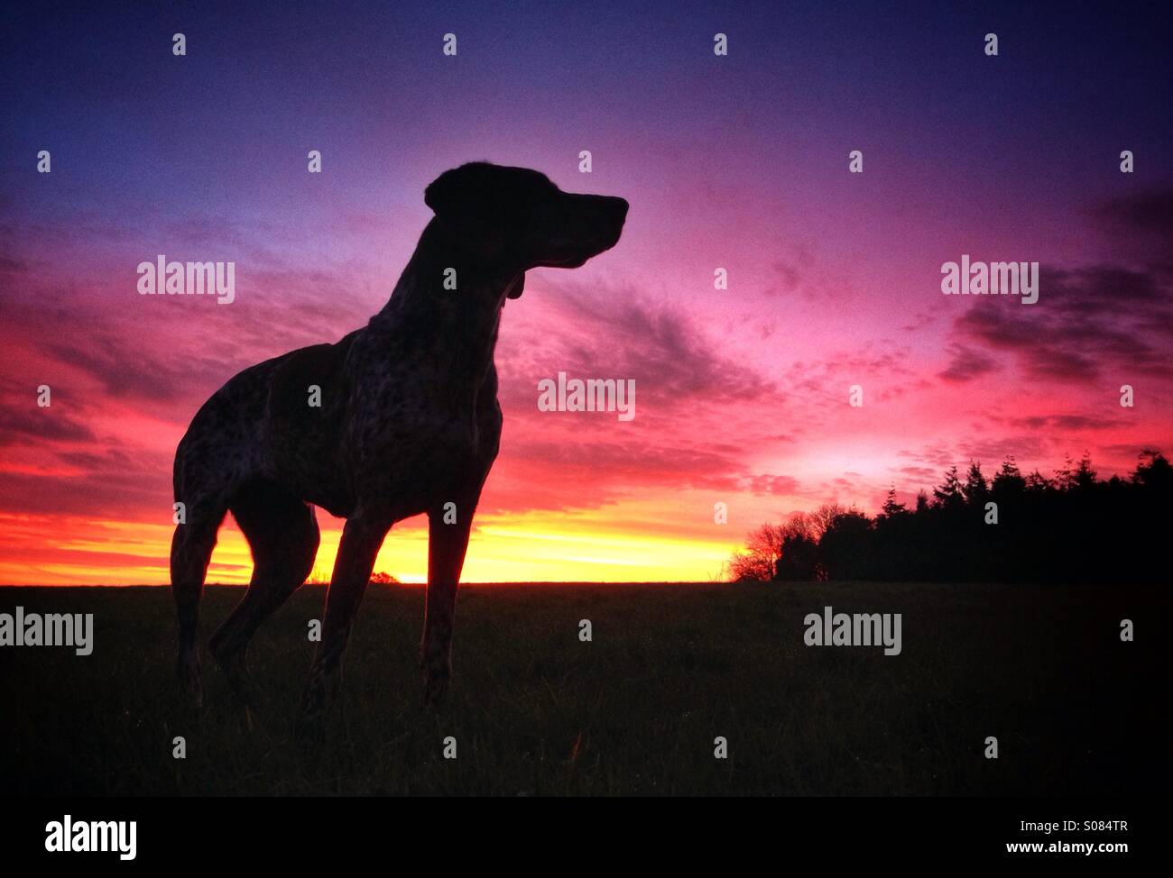 Dog at sunrise Stock Photo - Alamy