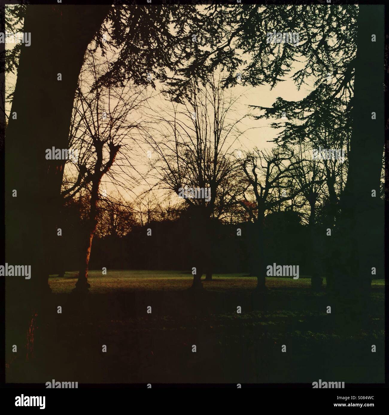 Run up trees hi-res stock photography and images - Alamy