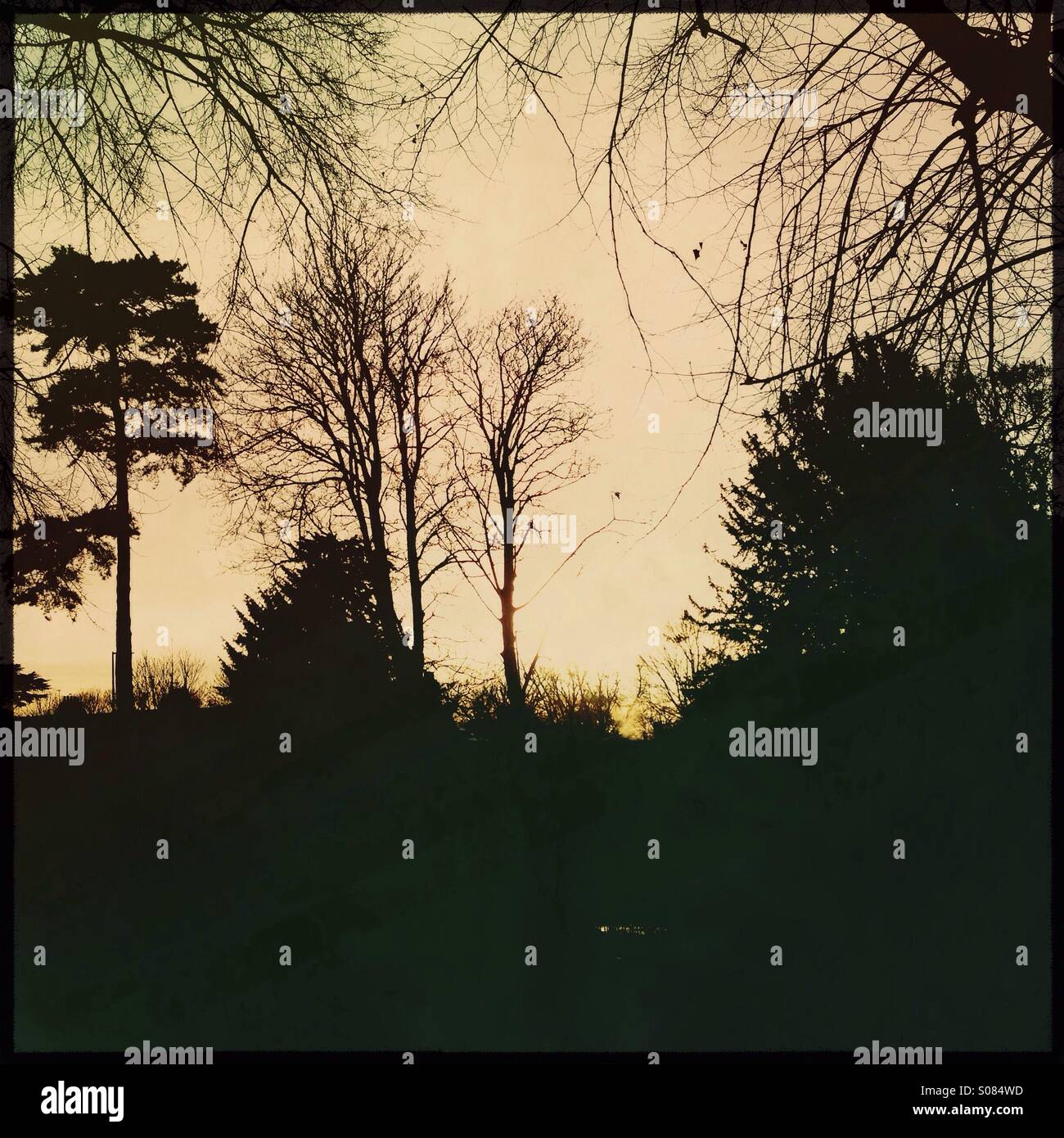 Trees silhouetted against morning sky Stock Photo - Alamy