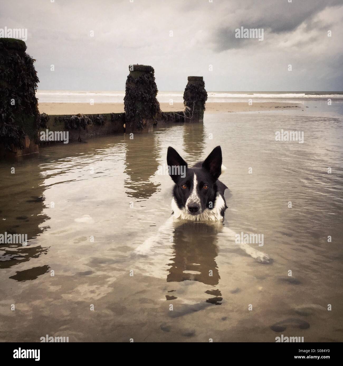 Dog lying in pool of water on beach Stock Photo - Alamy