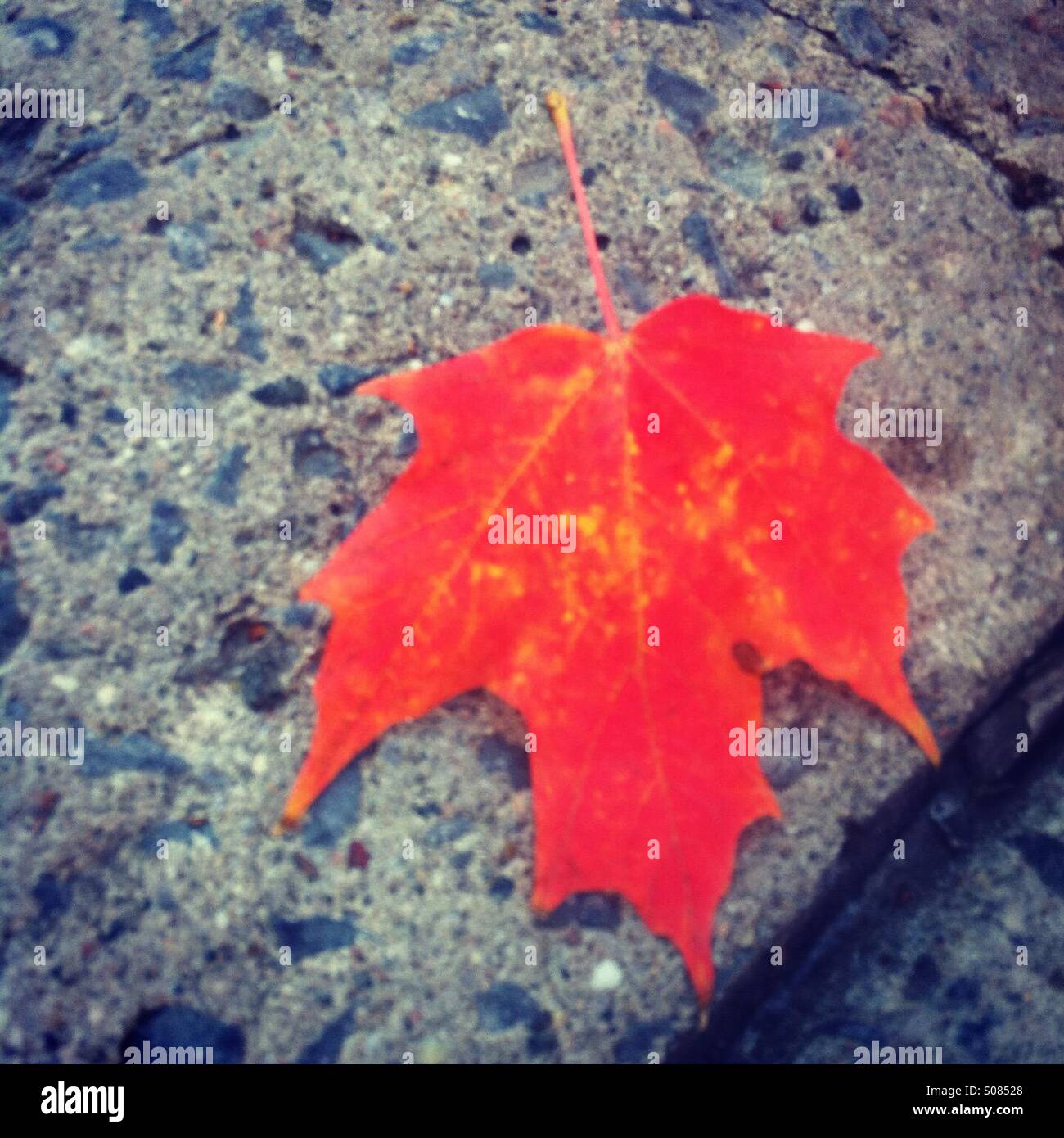 Red leaf street not people hi-res stock photography and images - Alamy