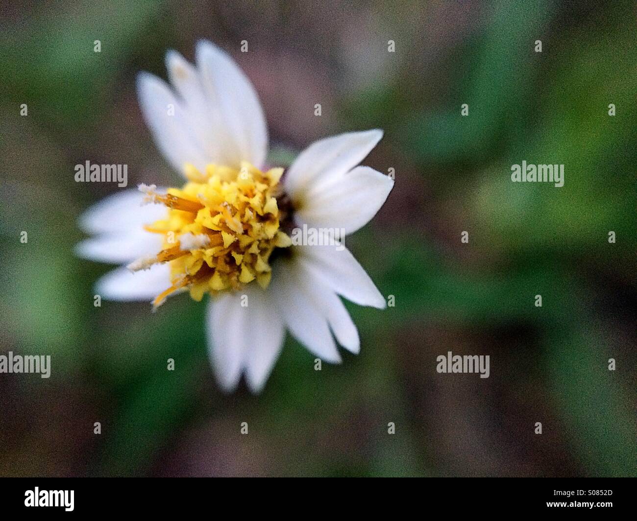 tiny grass flower Stock Photo - Alamy