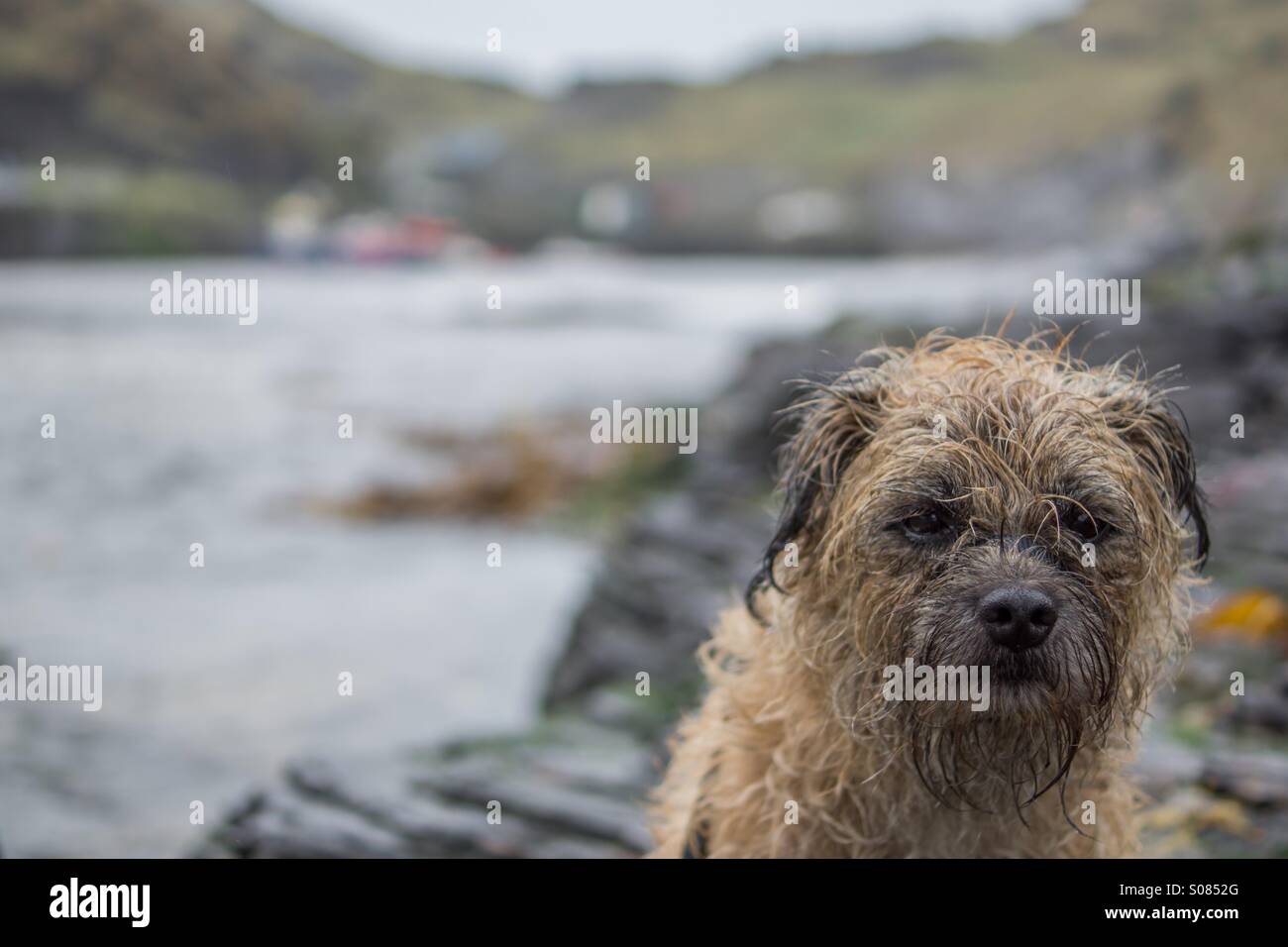 Grumpy dog hi-res stock photography and images - Alamy