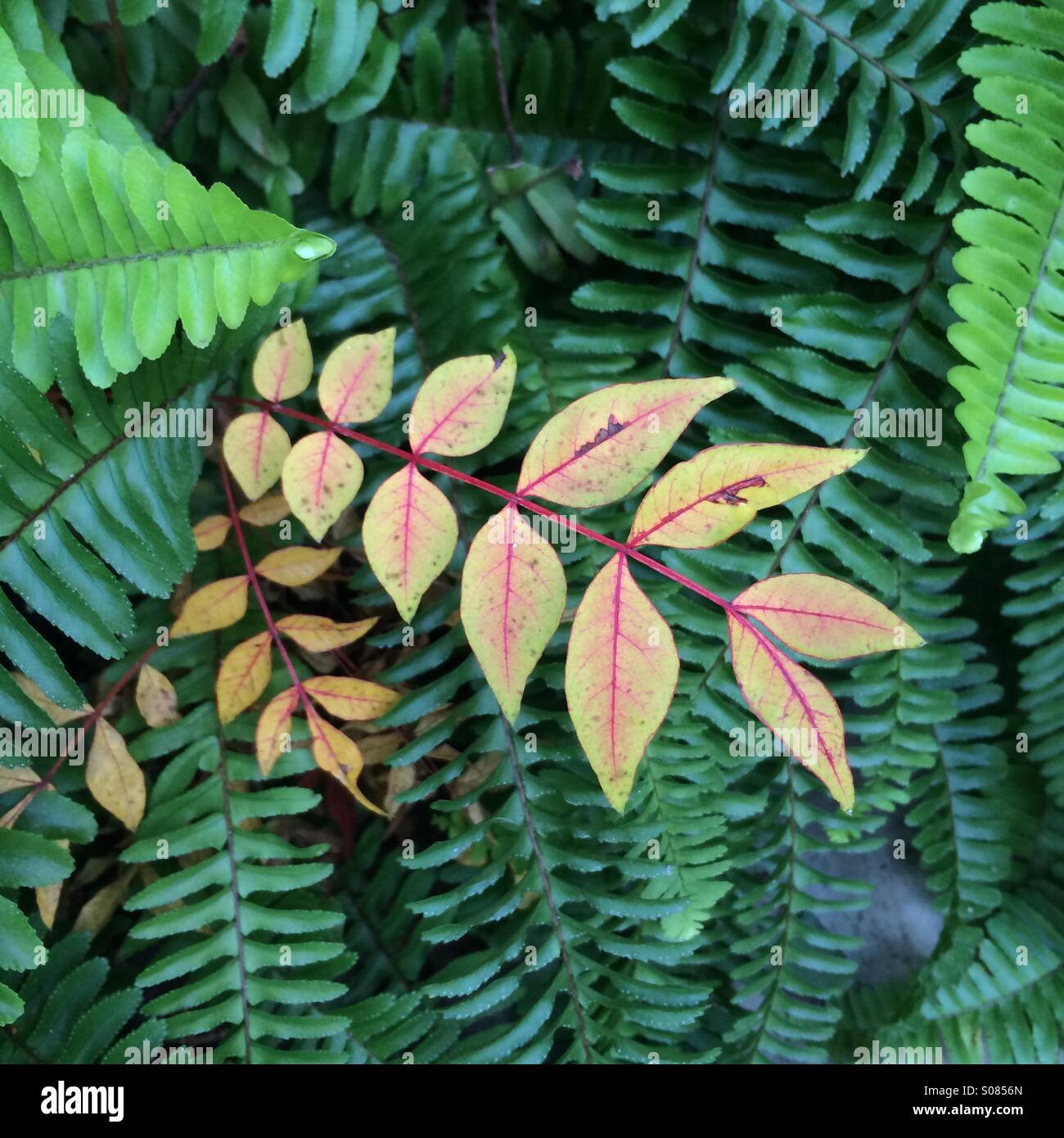 Boston fern hi-res stock photography and images - Alamy