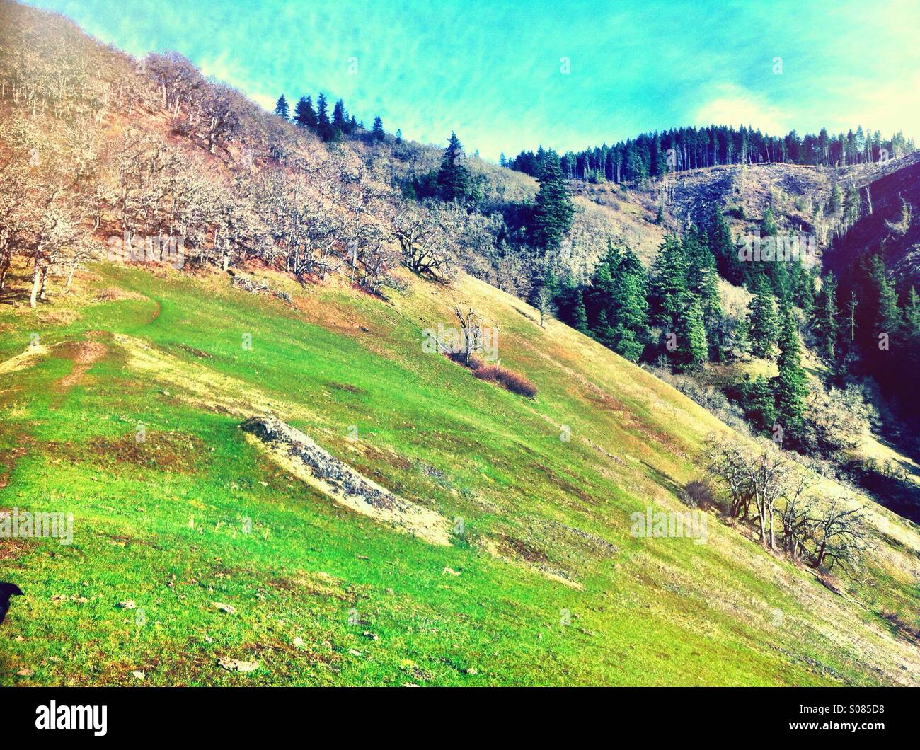 Hillside forest hi-res stock photography and images - Alamy
