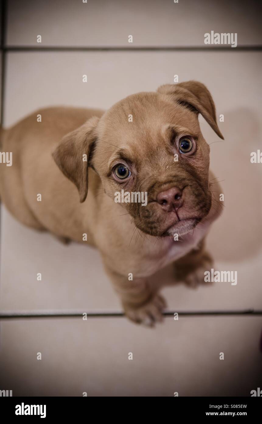 Puppy dog eyes Stock Photo - Alamy