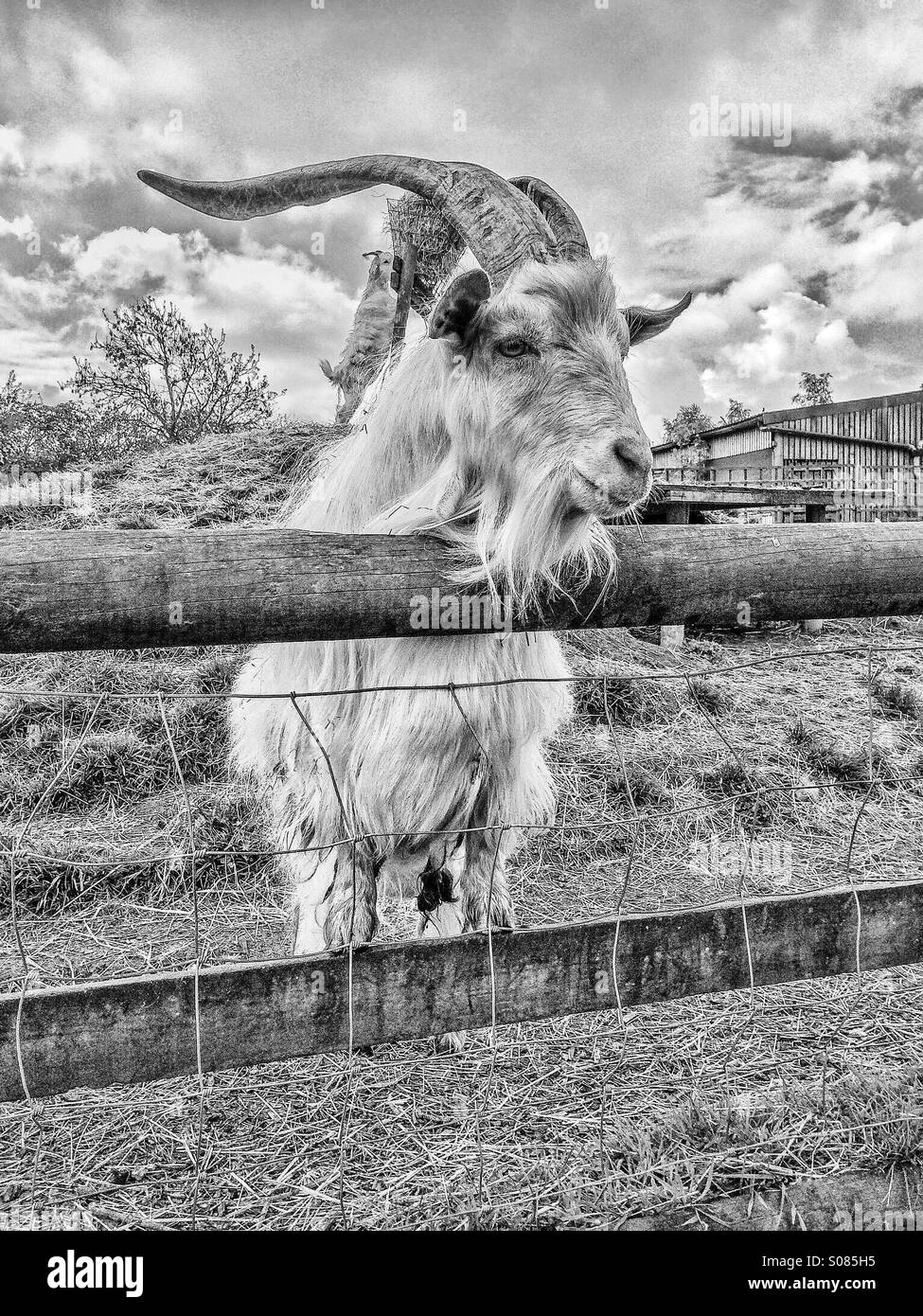 Goat w hi-res stock photography and images - Alamy