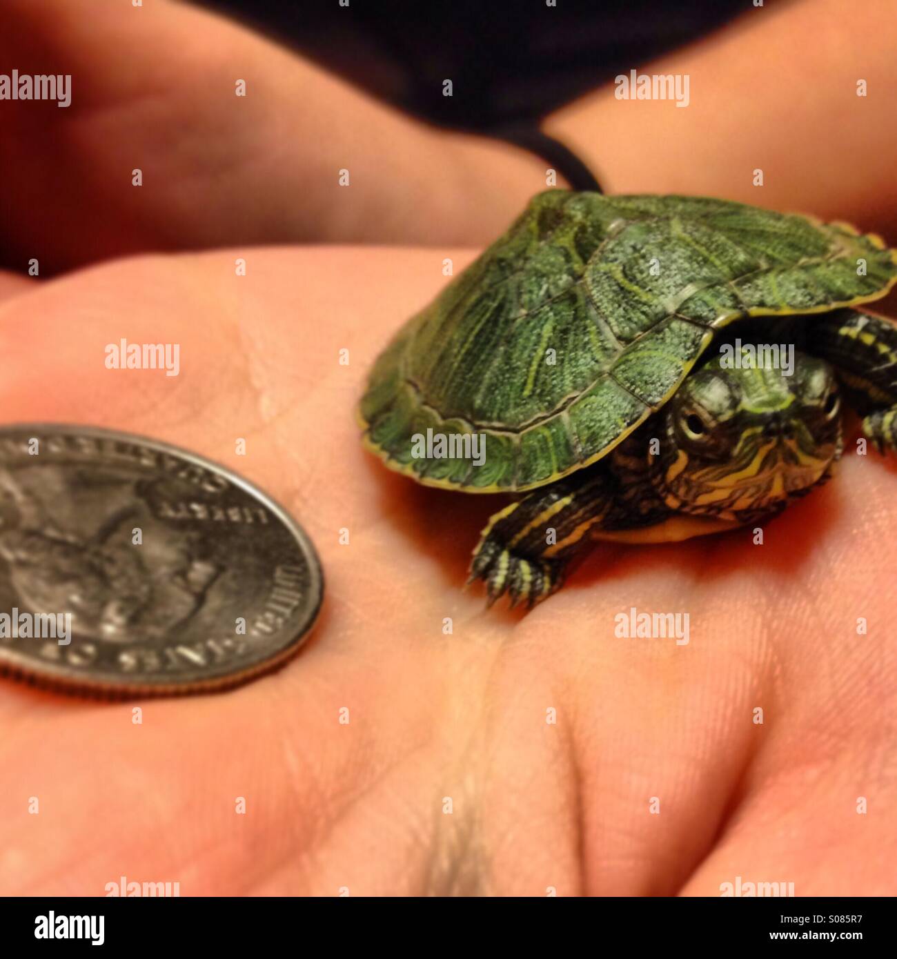 Grumpy Turtle High Resolution Stock Photography and Images - Alamy