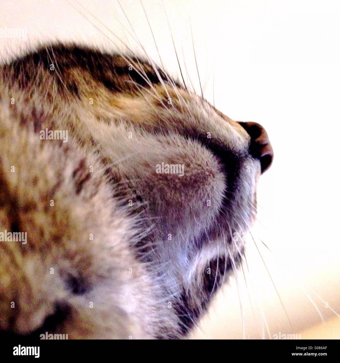 Animal chin hi-res stock photography and images - Alamy