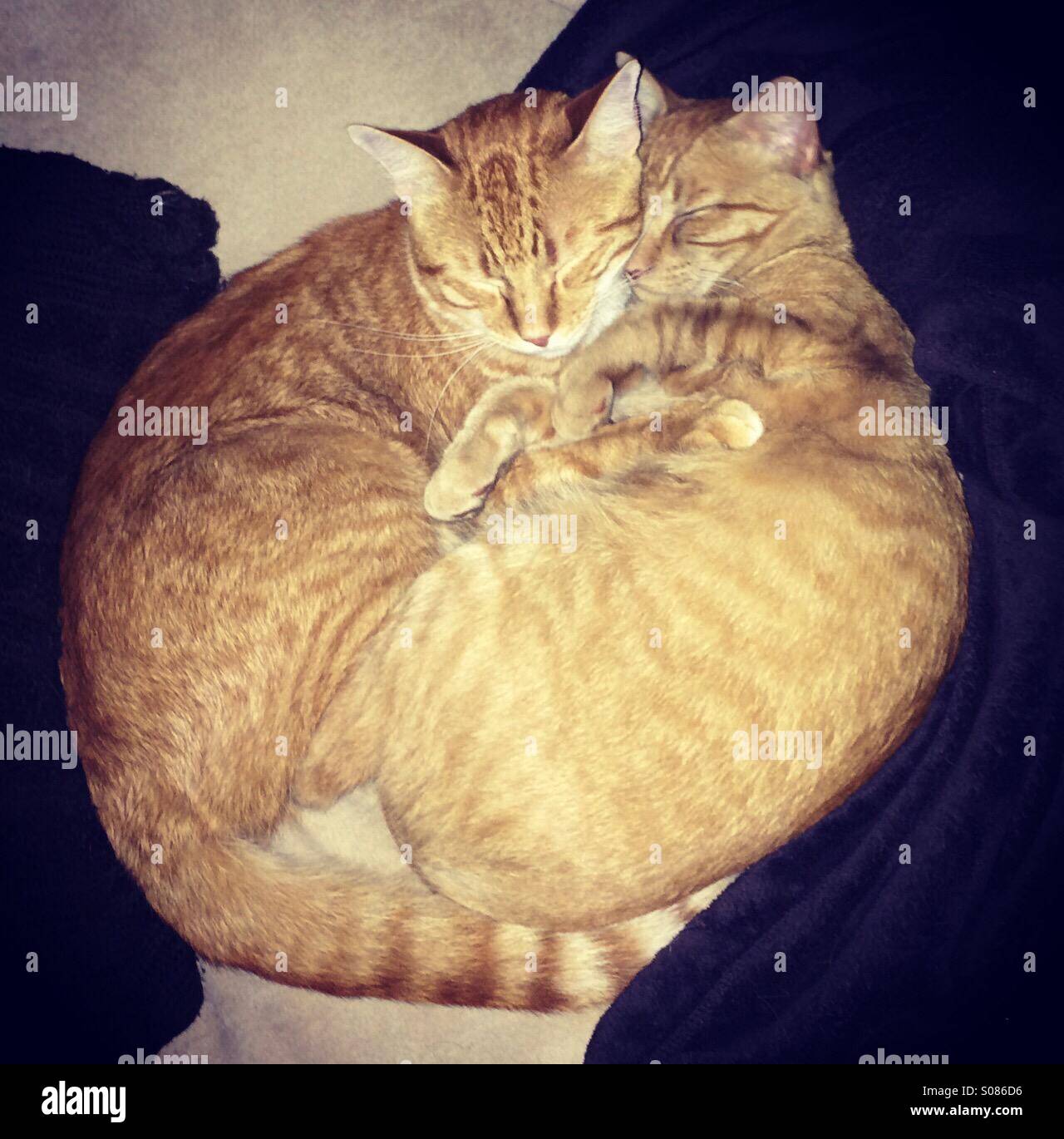 Cuddling Cats High Resolution Stock Photography and Images - Alamy