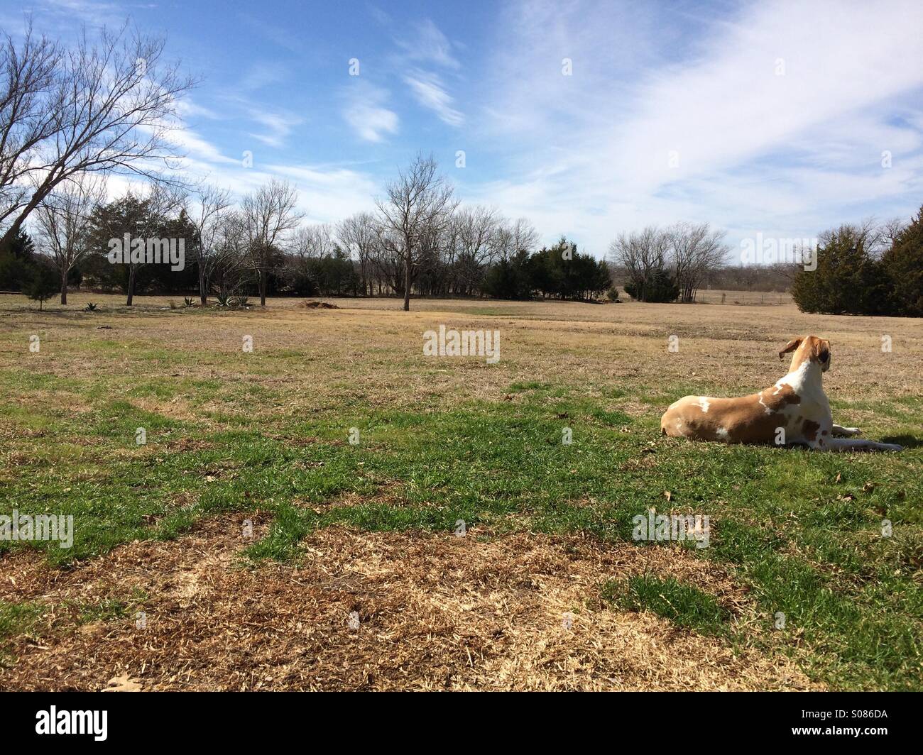 Dog land hi-res stock photography and images - Alamy